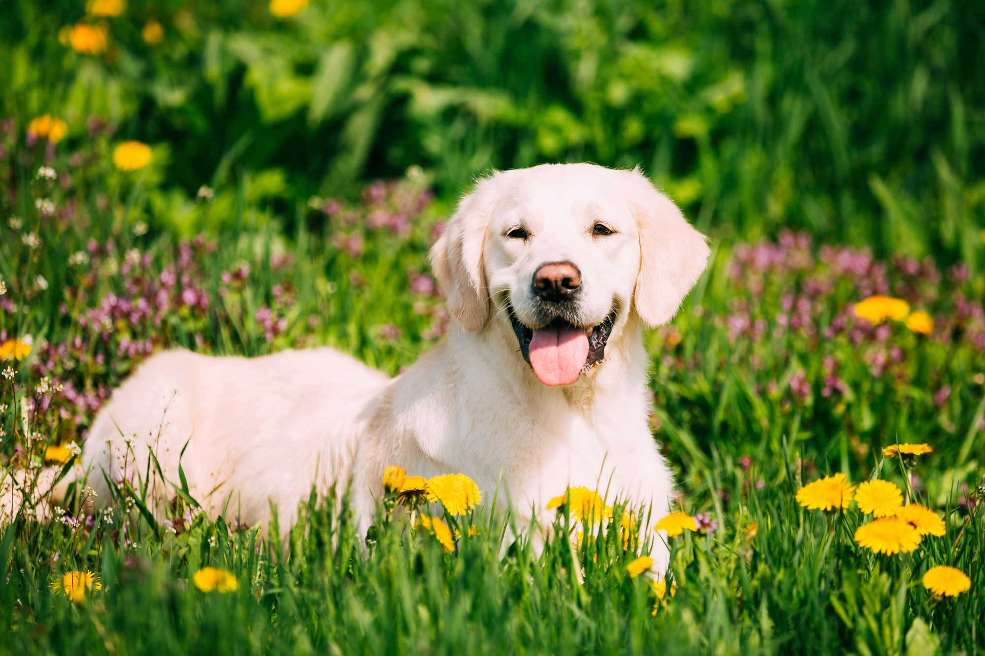 Tips for Keeping Your Pet Happy and Healthy - Lauderdale County Farm Supply